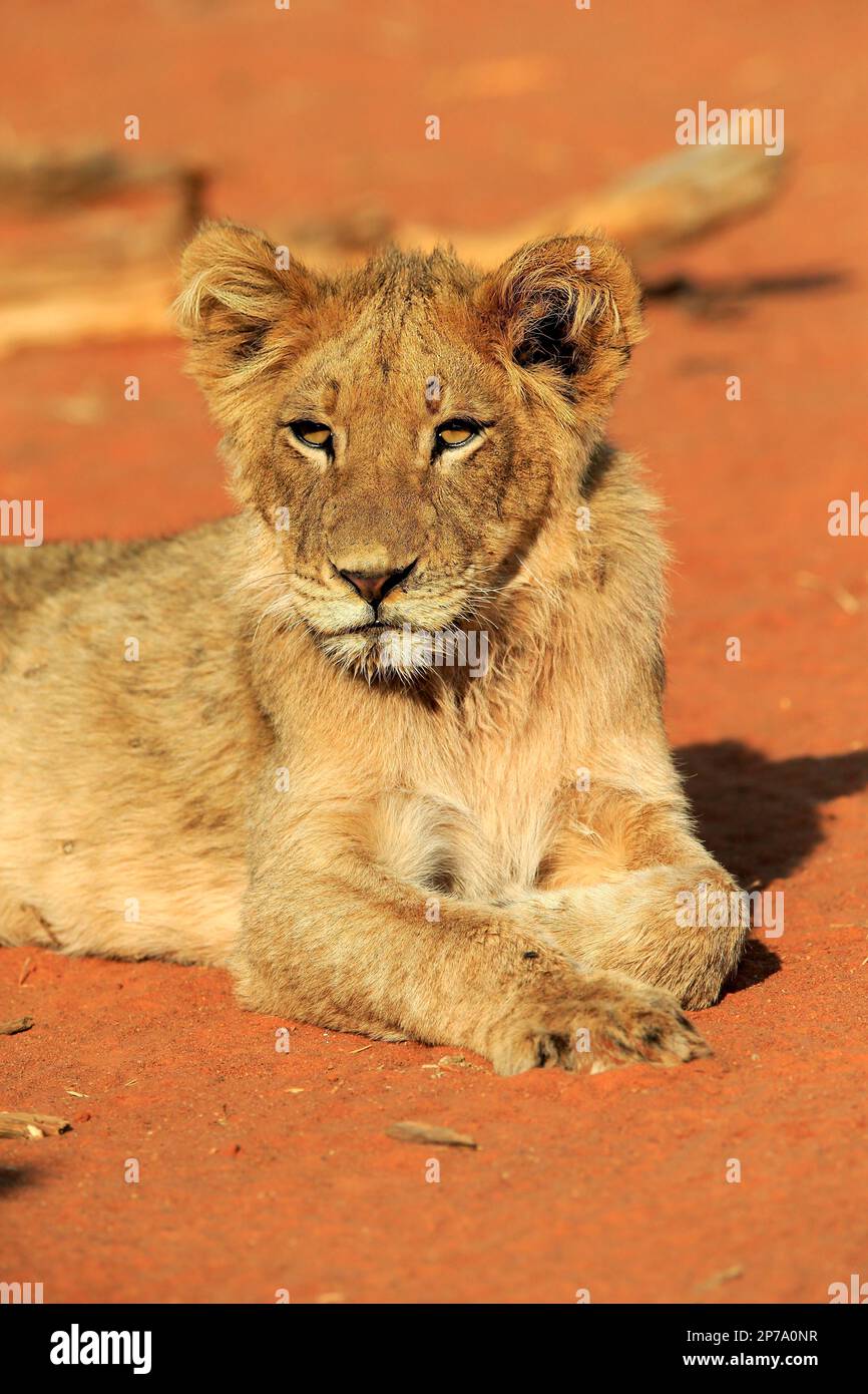 Lion (Panthera leo), young, alert, resting, portrait, Tswalu Game ...