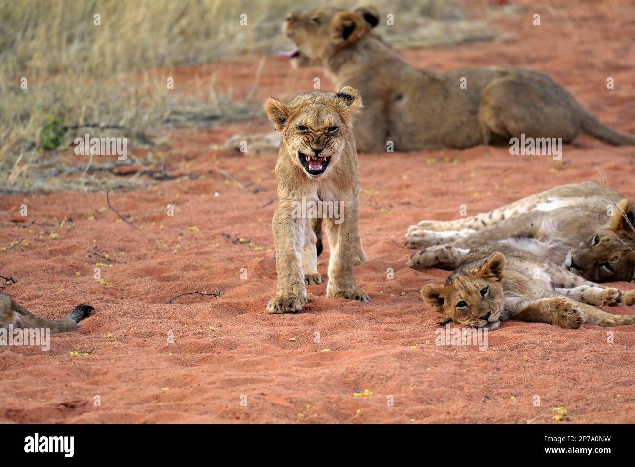 Lion (Panthera leo), cubs, group, siblings, Tswalu Game Reserve ...
