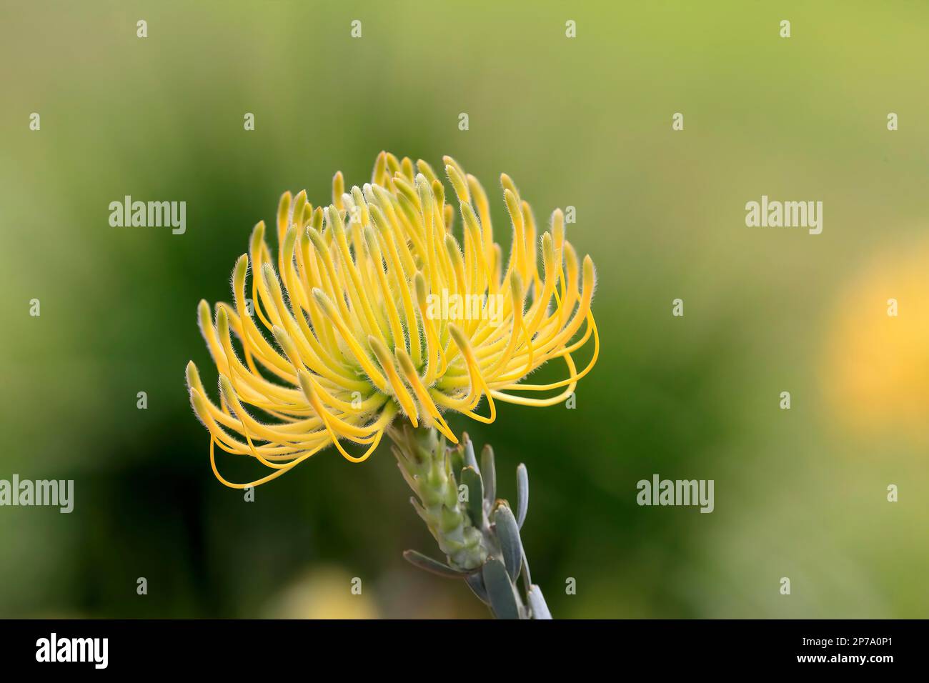 Pincushion Protea (Leucospermum species), Protea, flower, flowering ...