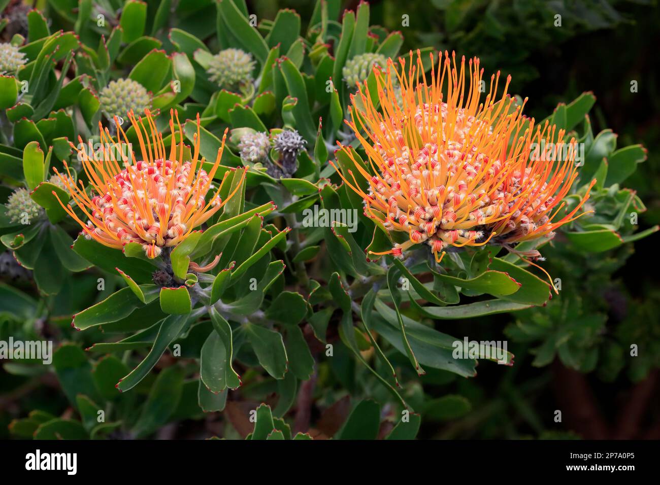 Pincushion Protea (Leucospermum species), Protea, flower, flowering ...