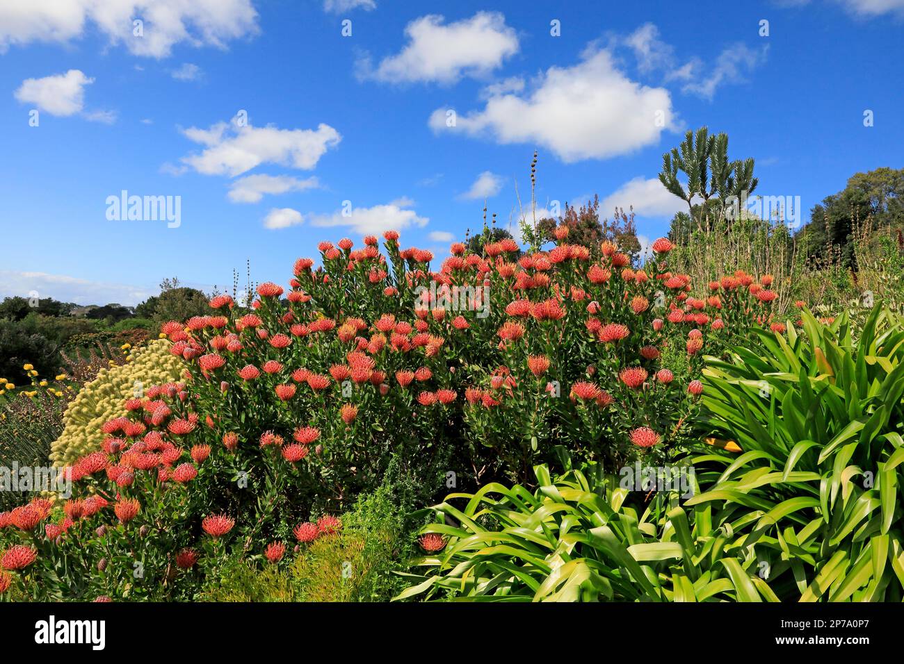 Pincushion Protea (Leucospermum species), Protea, flower, flowering ...