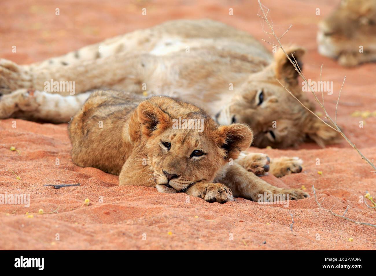 Lion (Panthera leo), young, resting, alert, group, Tswalu Game Reserve ...