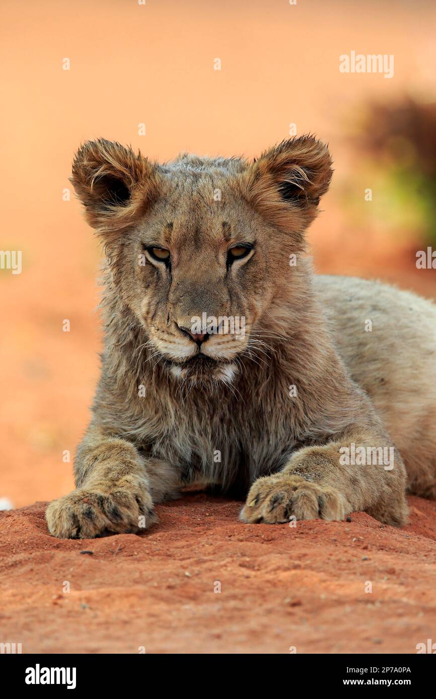 Lion grass head steppe hi-res stock photography and images - Alamy