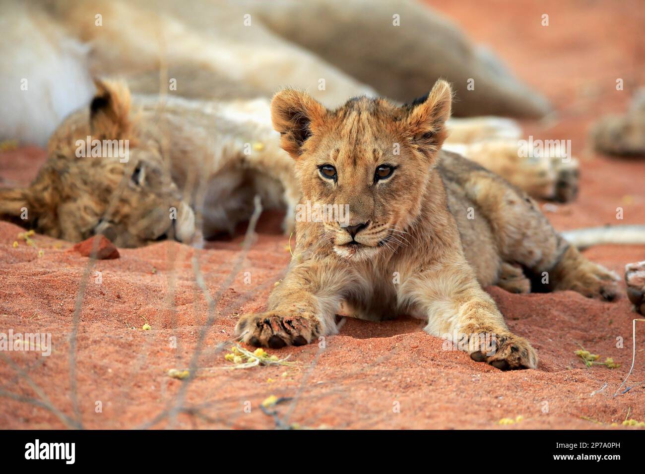Lion (Panthera leo), young, resting, alert, group, Tswalu Game Reserve ...