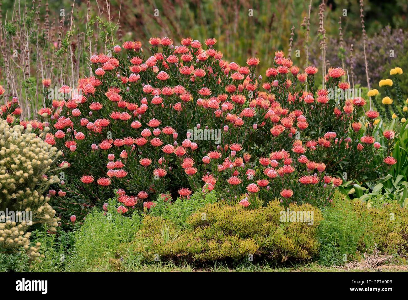 Pincushion Protea (Leucospermum species), Protea, flower, flowering ...