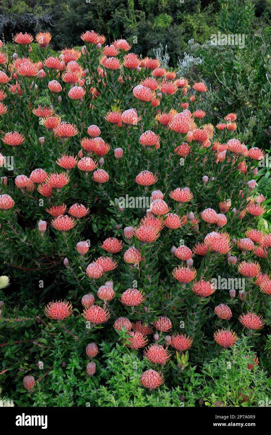 Pincushion Protea (Leucospermum species), Protea, flower, flowering ...