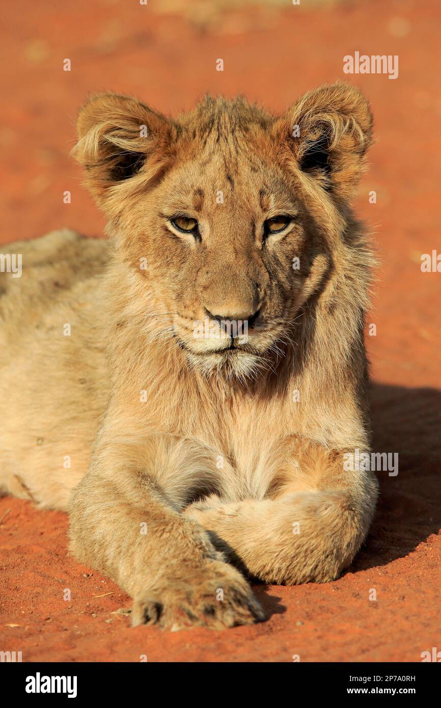 Lion (Panthera leo), young, alert, resting, portrait, Tswalu Game ...