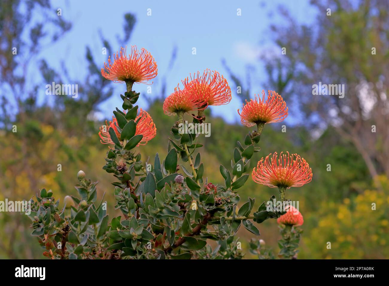 Pincushion Protea (Leucospermum species), Protea, flower, flowering ...