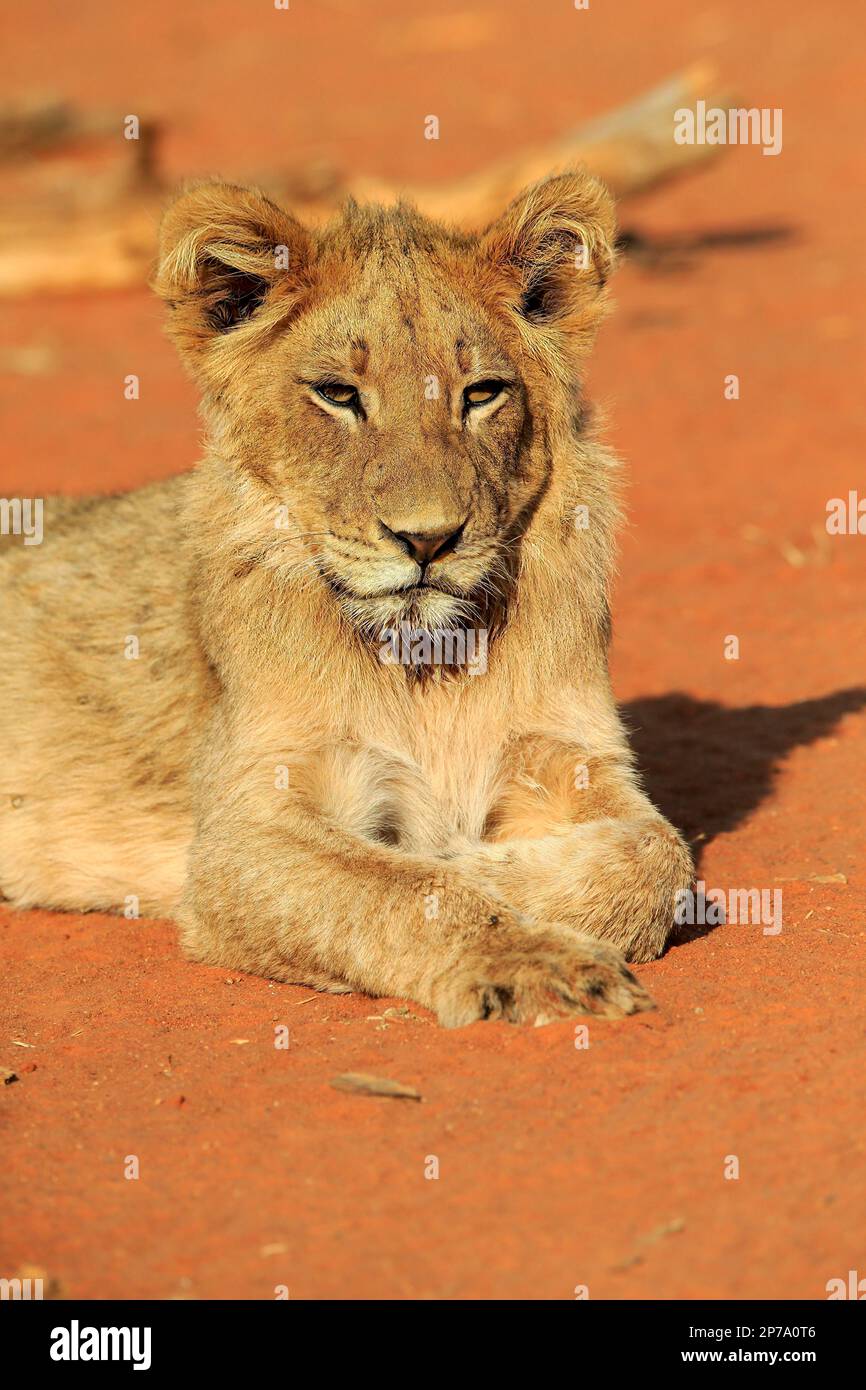 Lion (Panthera leo), young, alert, resting, portrait, Tswalu Game ...