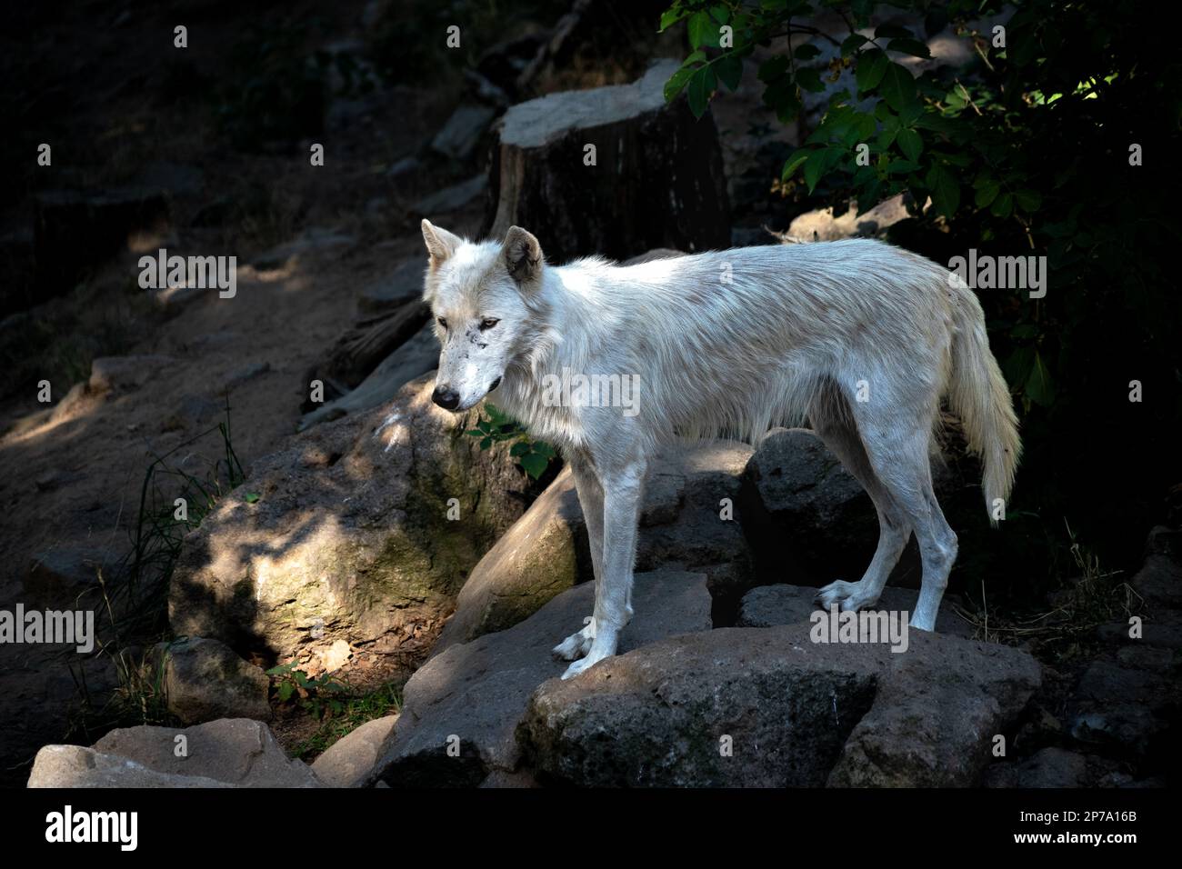 Grey wolf by the water Stock Photo - Alamy