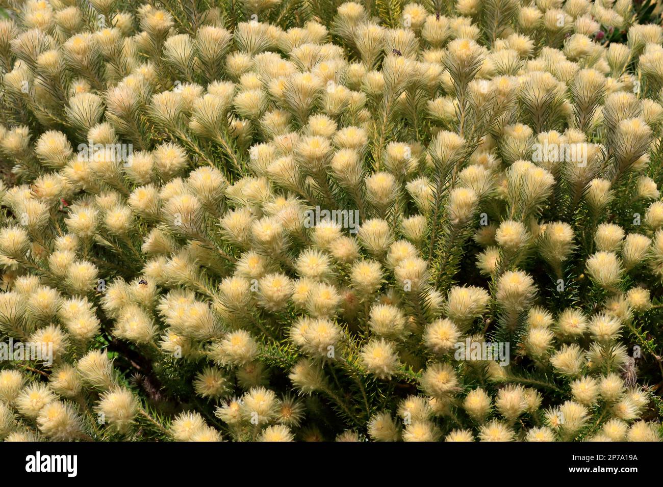 Phylica, flower, flowering, rose family, featherhead (Phylica pubescens ...