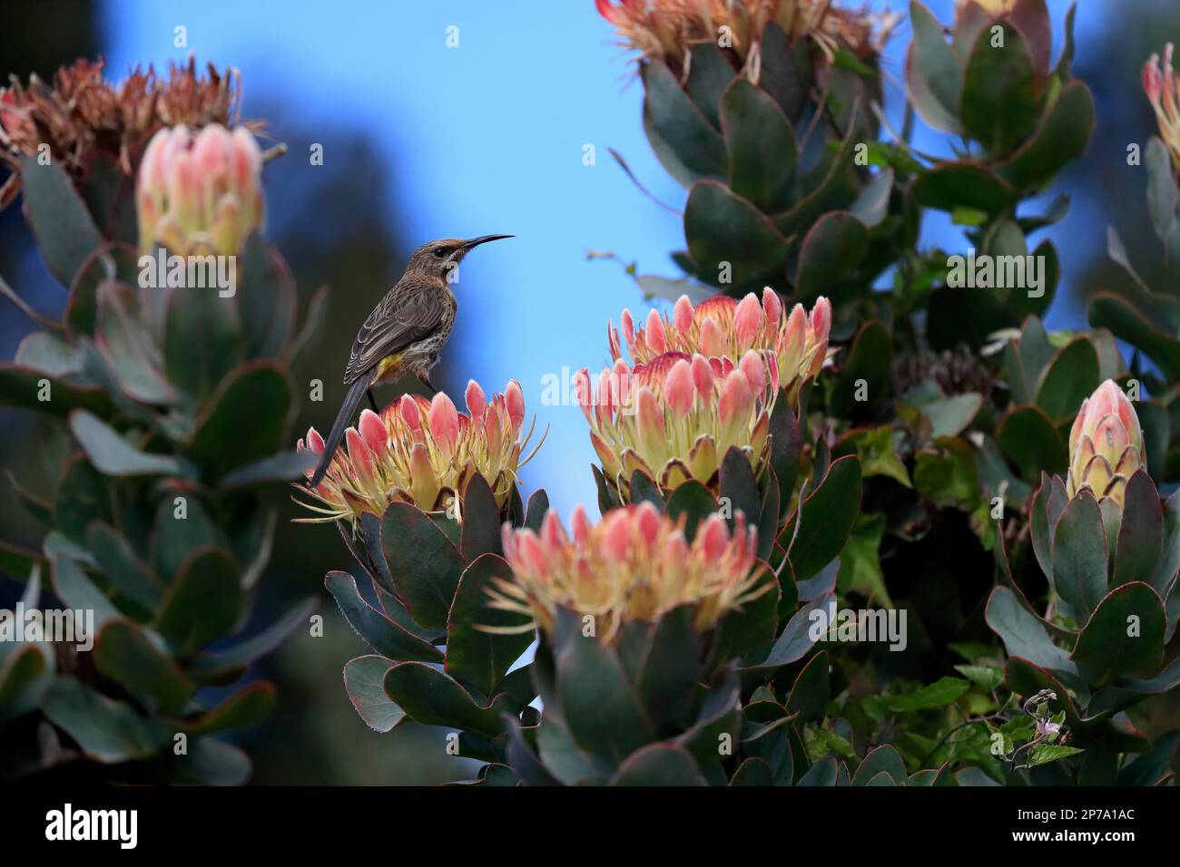 Protea aristata (Protea aristata), cape sugarbird (Promerops cafer ...