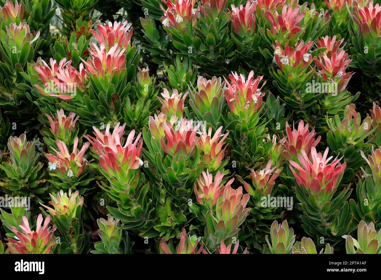 Protea Mimetes fimbrifolius (Protea Mimetes fimbrifolius), flower ...