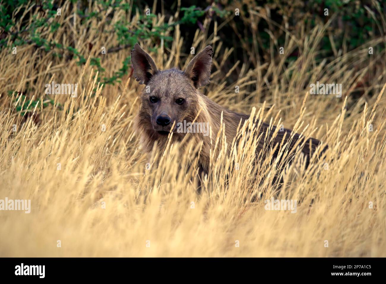 Saddleback hyena (Parahyaena brunnea), brown hyena, beach wolf, adult ...