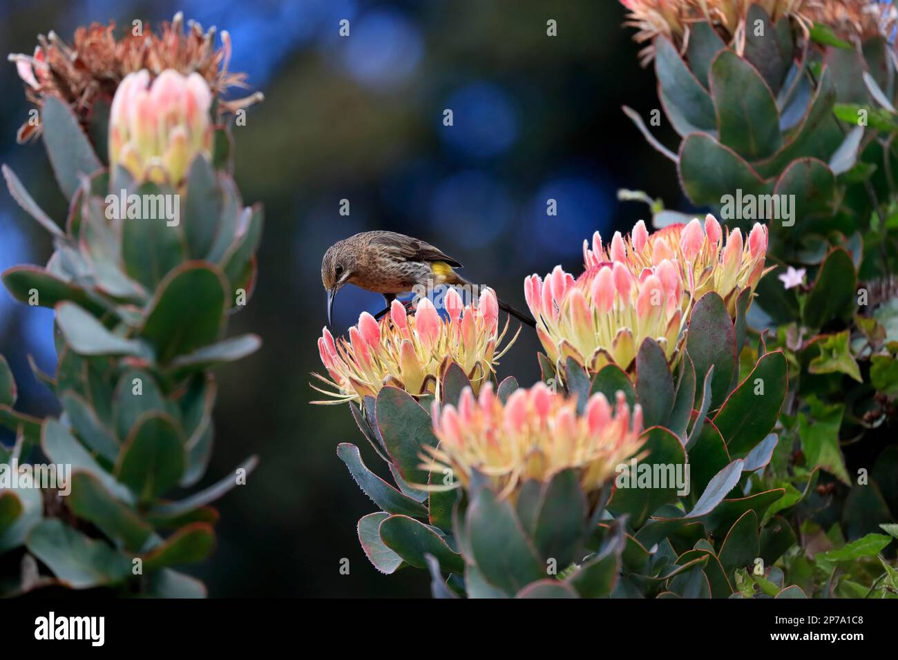 Protea aristata (Protea aristata), cape sugarbird (Promerops cafer ...
