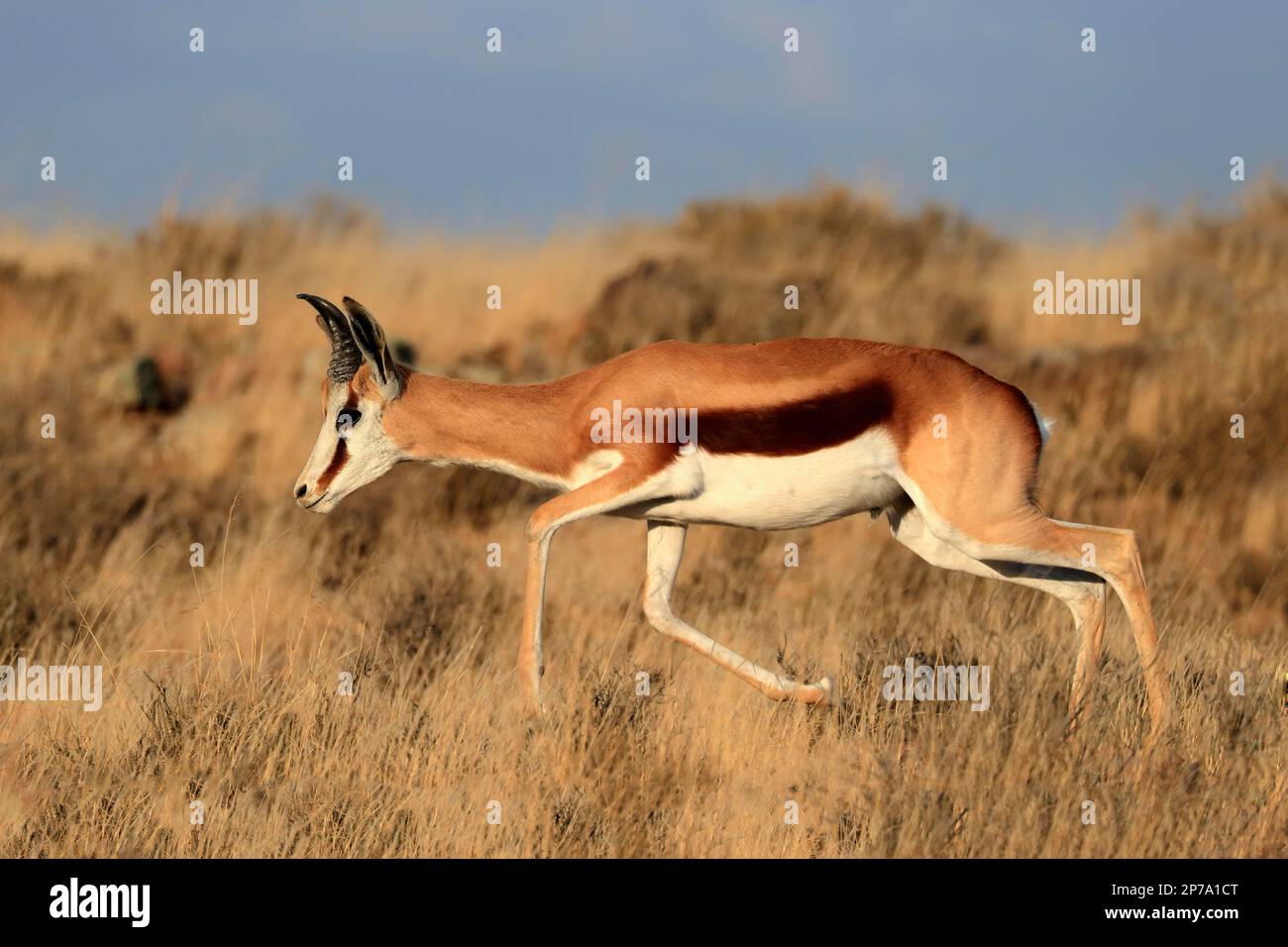 Springbok (Antidorcas marsupialis), adult, male, foraging, running ...