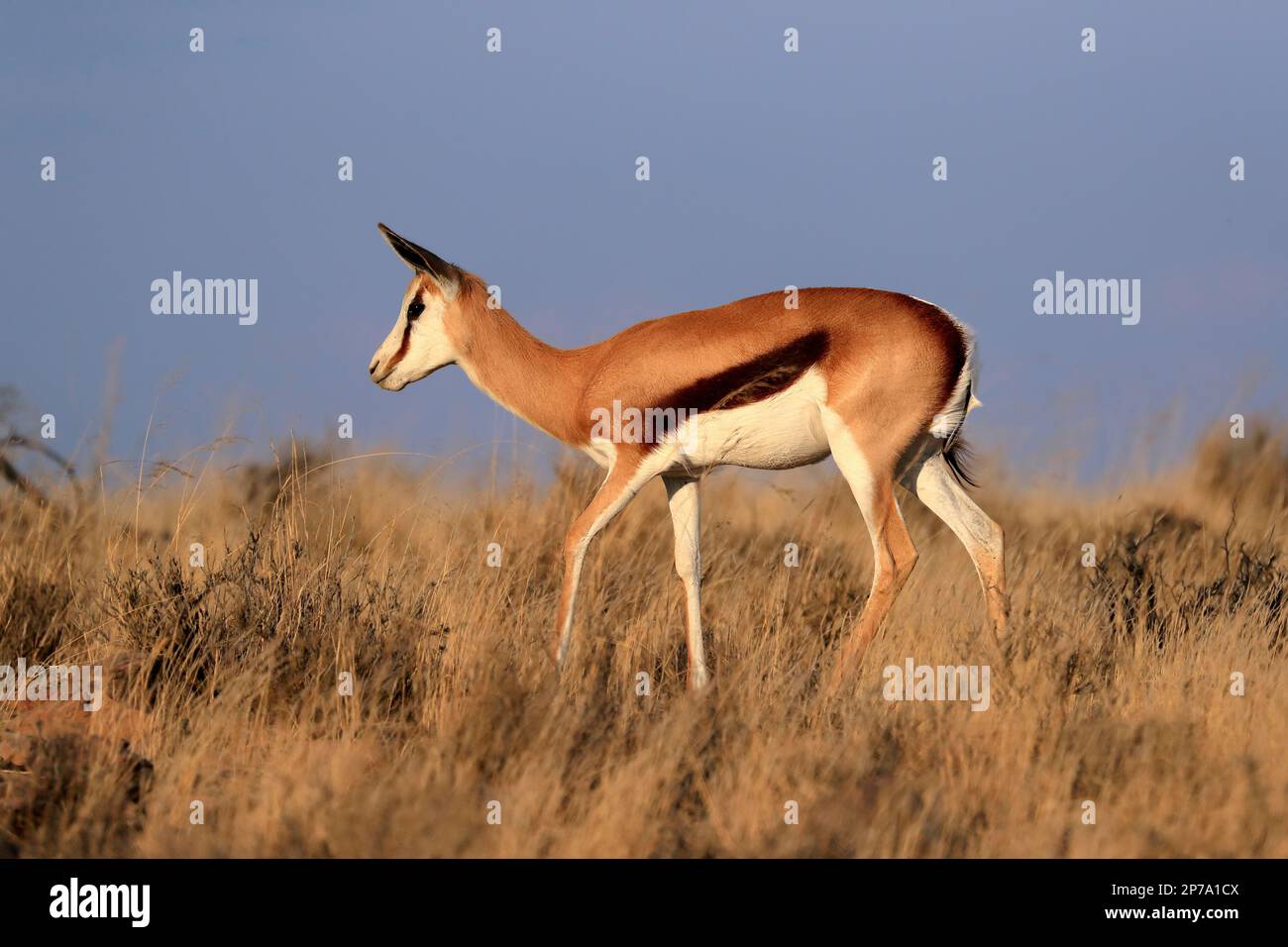 Springbok (Antidorcas marsupialis), adult, male, foraging, running ...