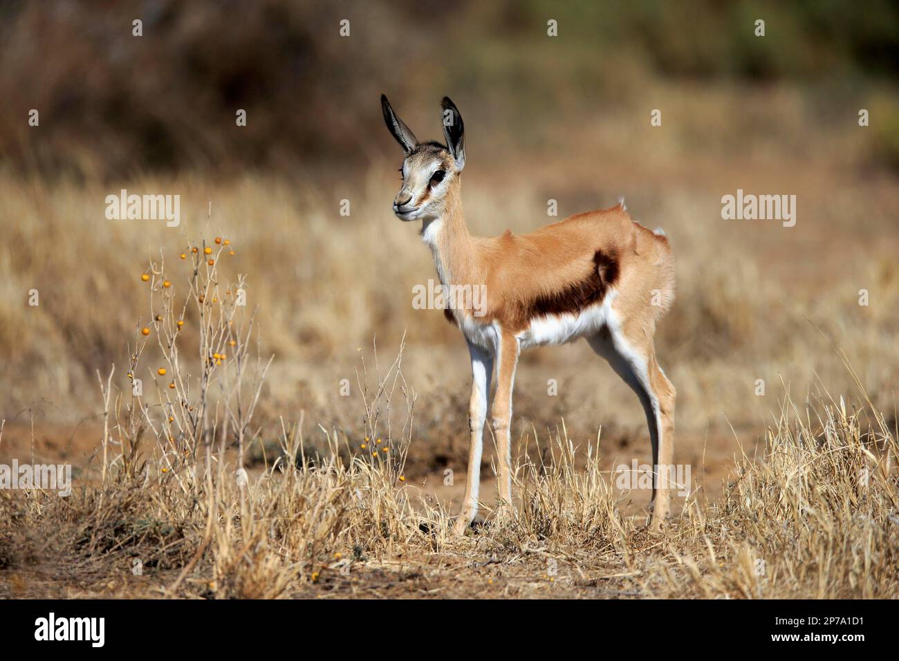 Springbok (Antidorcas marsupialis), young, alert, Mountain Zebra ...