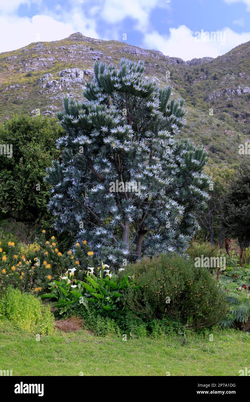 Silver tree (Leucadendron argenteum), flower, flowering, Kirstenbosch ...