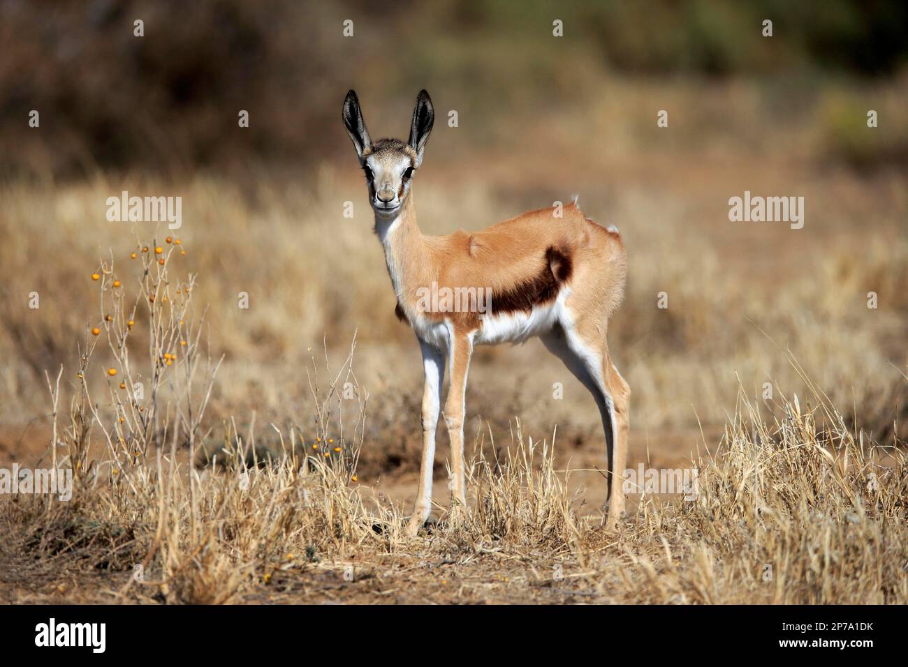 Springbok (Antidorcas marsupialis), young, alert, Mountain Zebra ...
