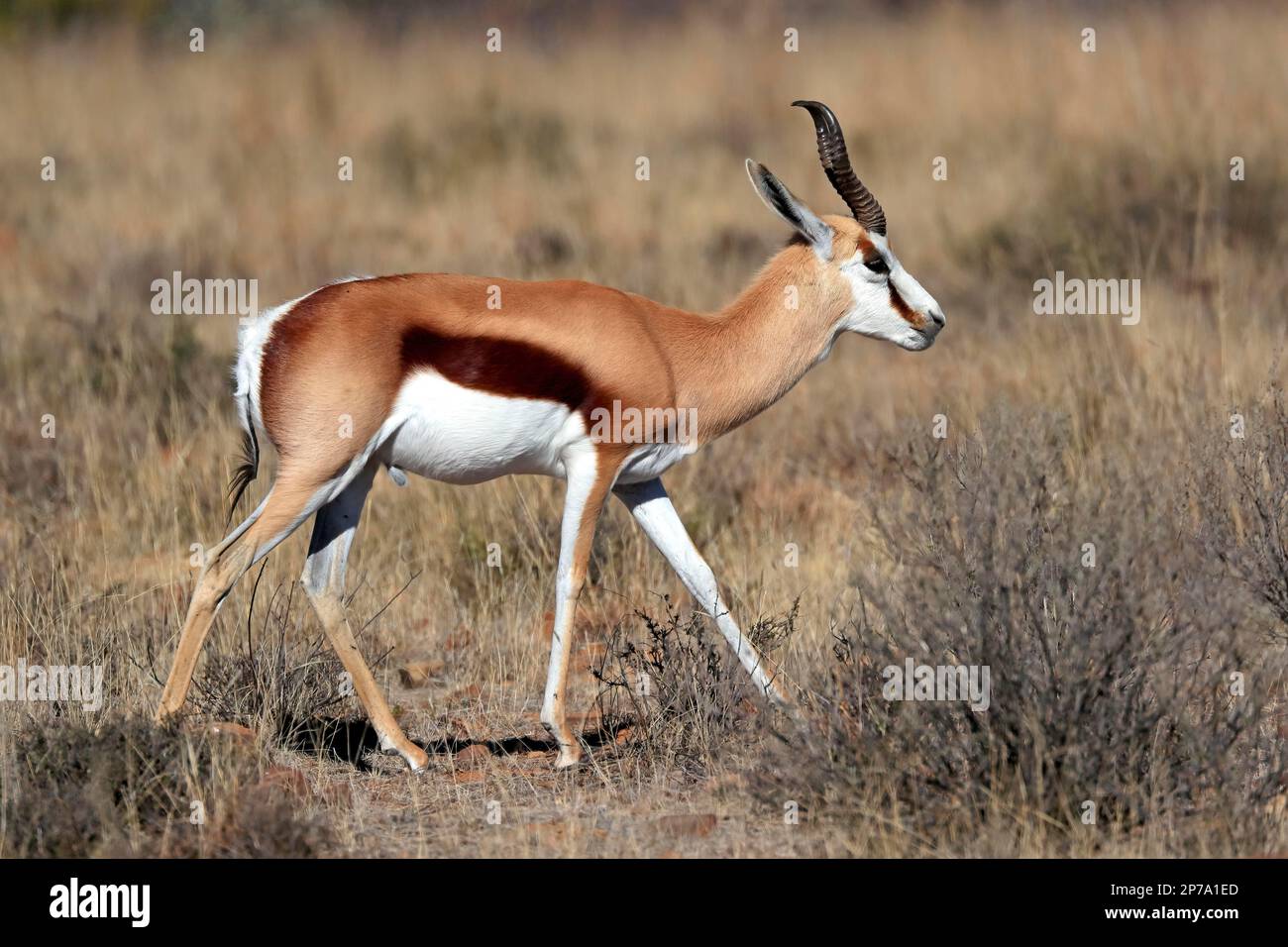 Springbok (Antidorcas marsupialis), adult, male, foraging, running ...