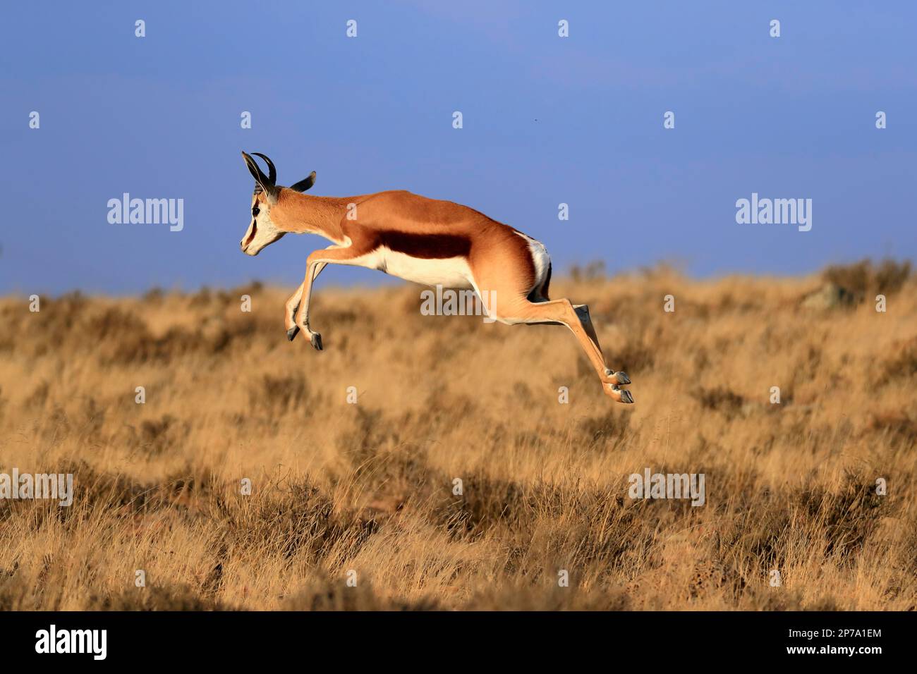 Springbok Jump