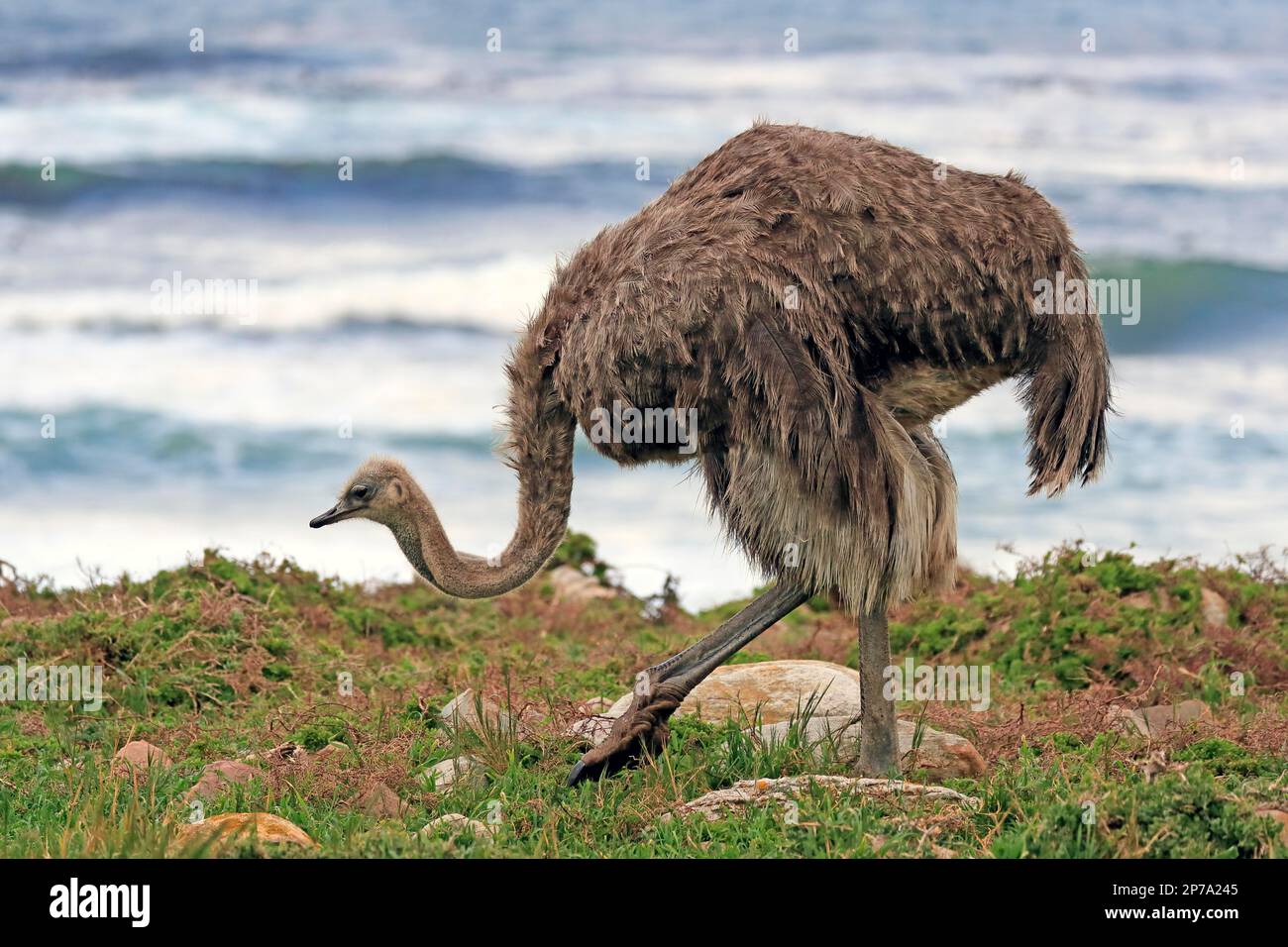 South African ostrich (Struthio camelus australis), adult, female ...