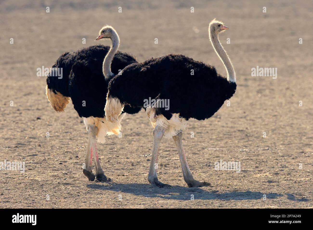 South African ostrich (Struthio camelus australis), adult, male, two ...
