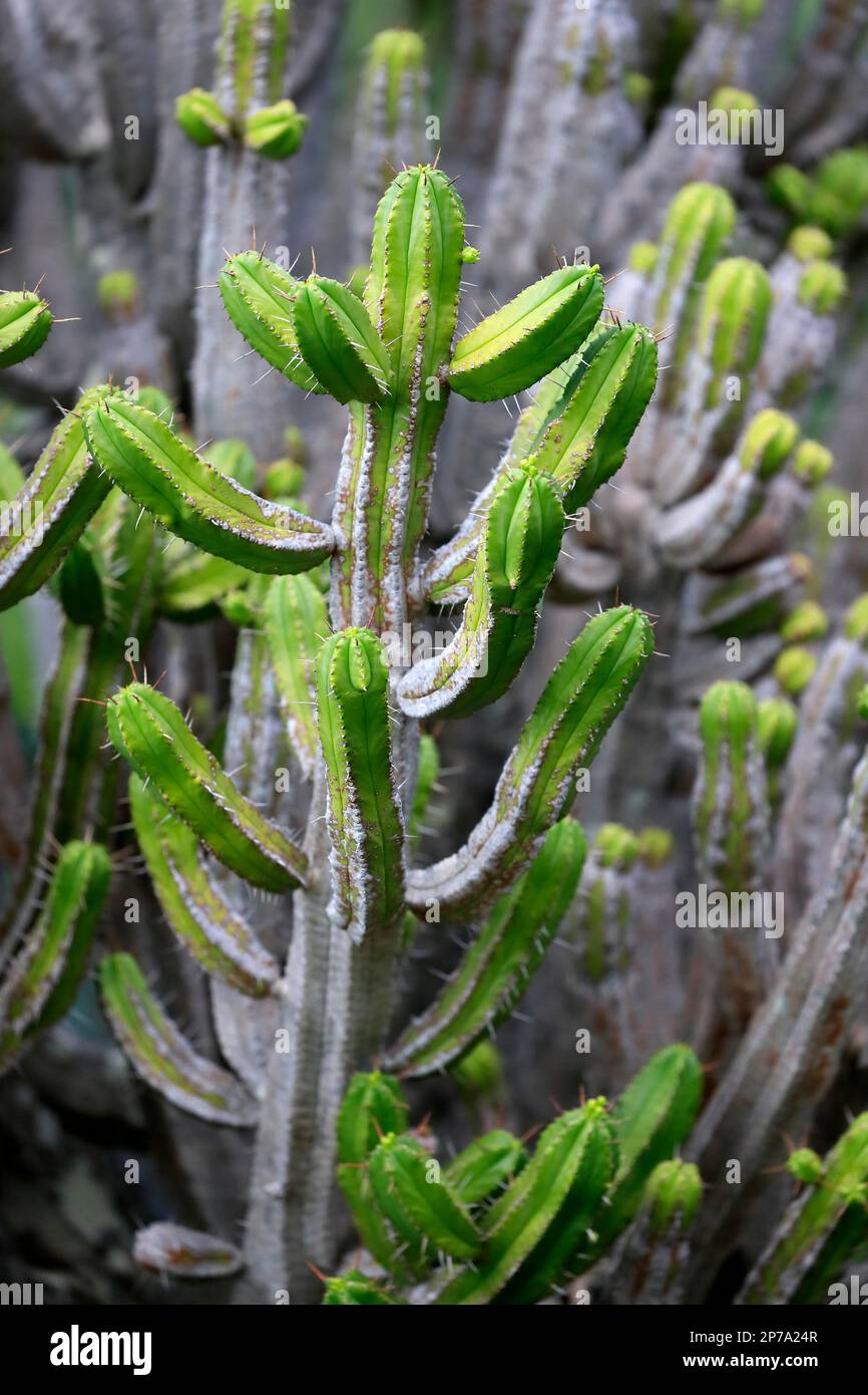 Spurge (Euphorbia pentagona), in spring, Kirstenbosch Botanical Gardens ...