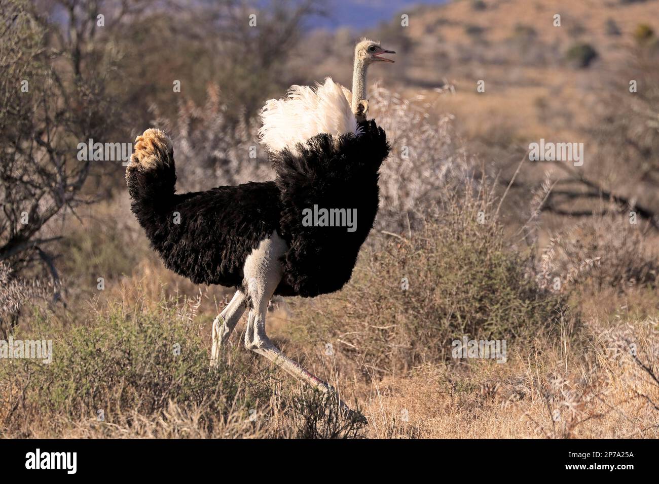 South African ostrich (Struthio camelus australis), adult, male ...