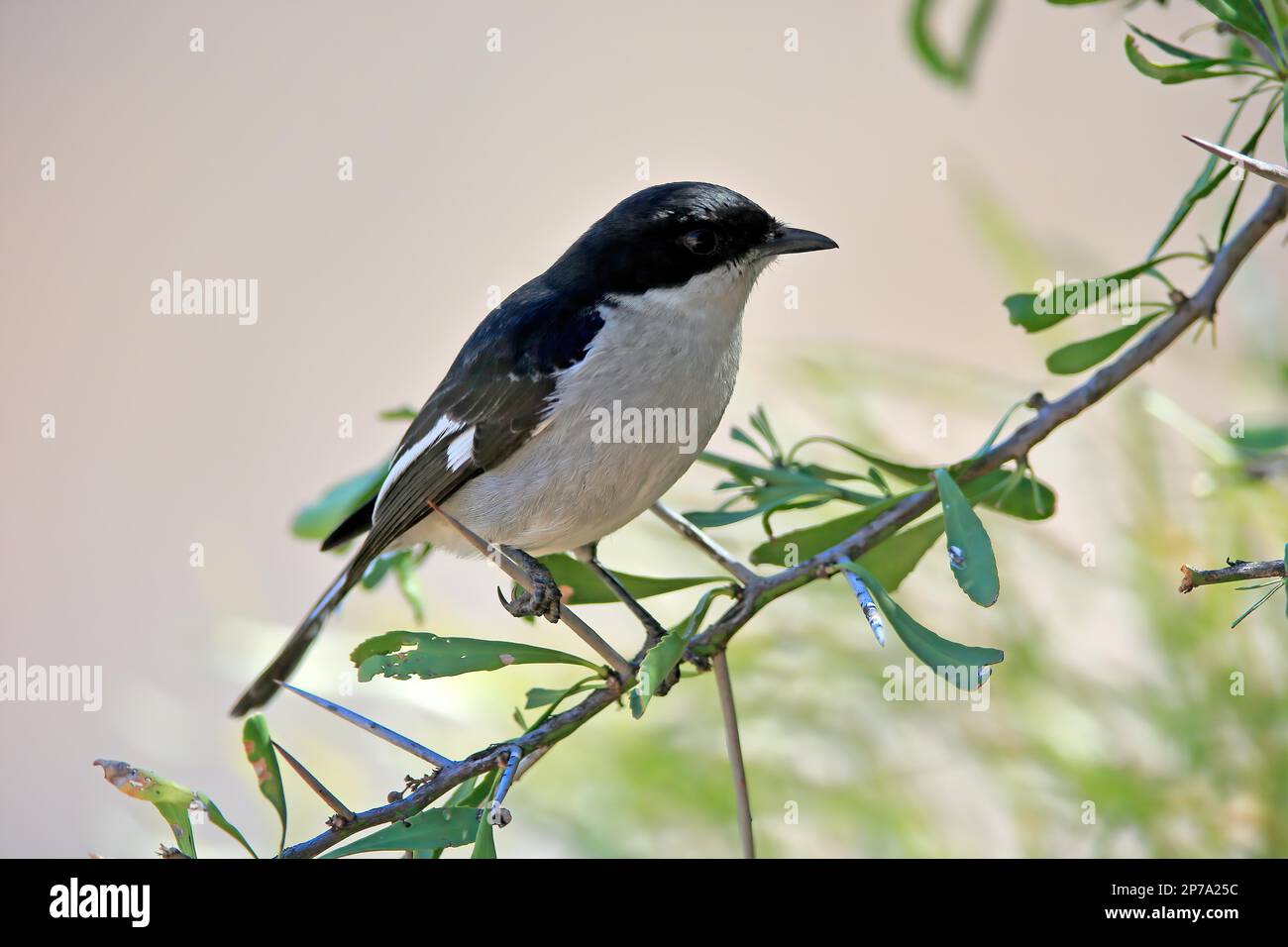 Shrike Flycatcher (Melaenornis silens), adult, on standby, Mountain ...