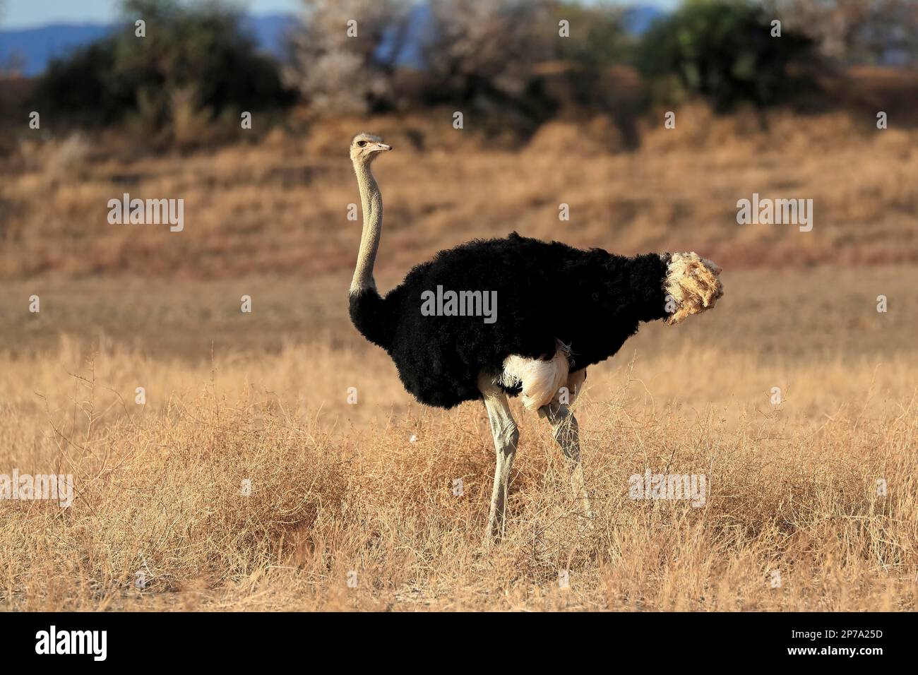 South African ostrich (Struthio camelus australis), adult, male ...