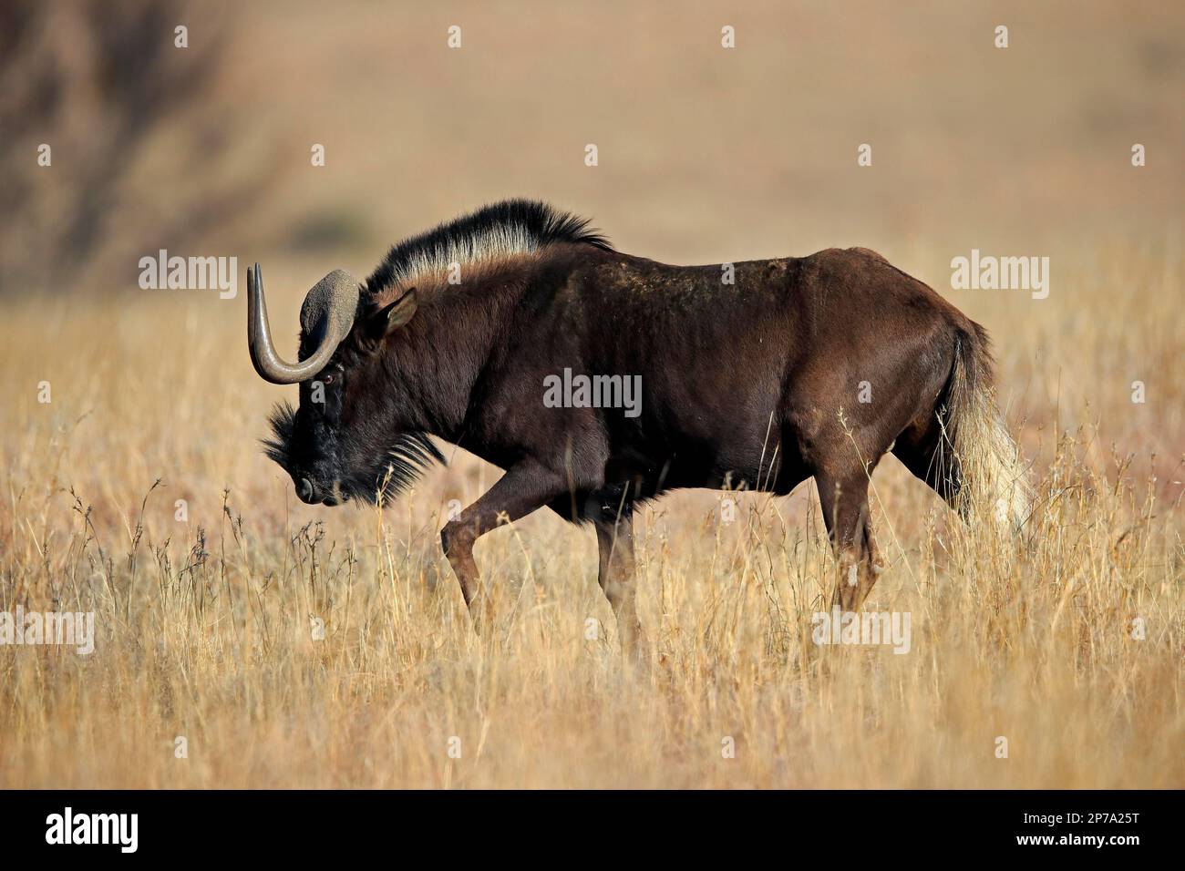 White-tailed gnu (Connochaetes gnou), adult, running, Mountain Zebra ...