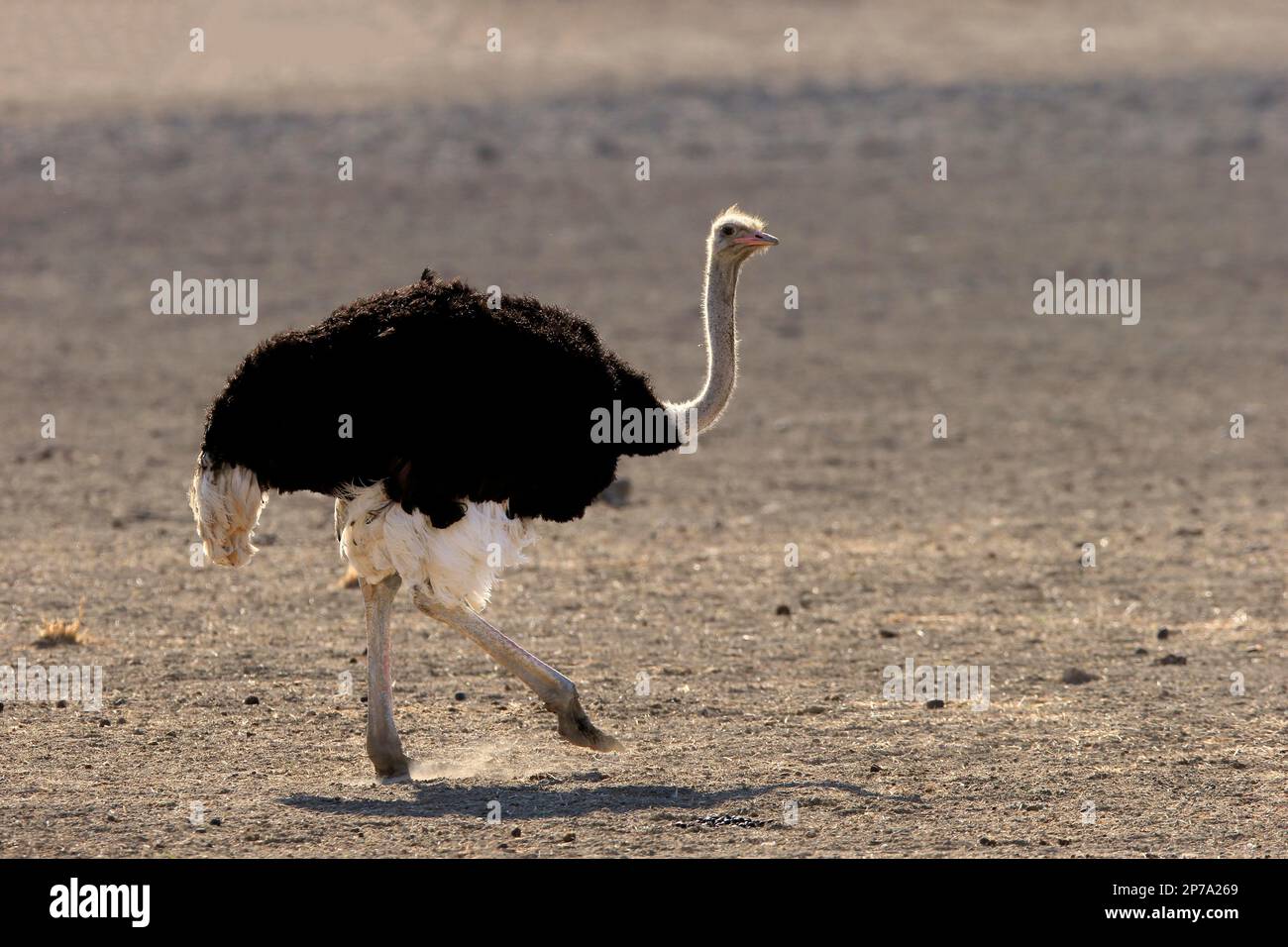 South African ostrich (Struthio camelus australis), adult, male ...
