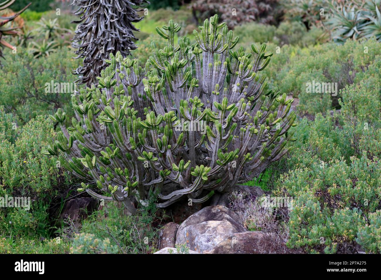 Spurge (Euphorbia pentagona), in spring, Kirstenbosch Botanical Gardens ...