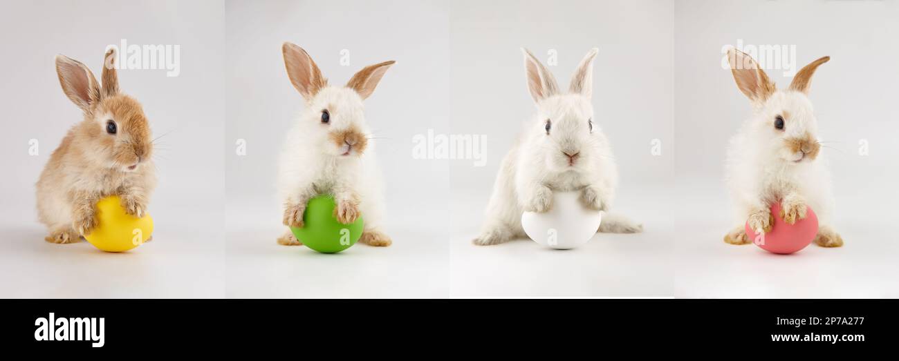Collage of Easter bunny rabbits with colorful eggs. Holiday concept ...
