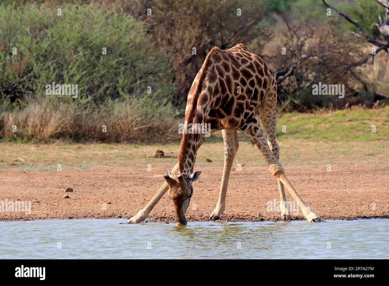Southern giraffe (Giraffa camelopardalis giraffa), adult, at waters ...