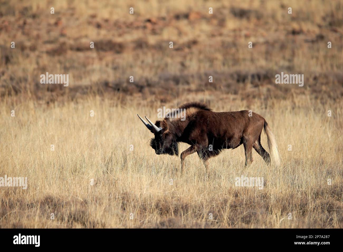 White-tailed gnu (Connochaetes gnou), adult, running, Mountain Zebra ...