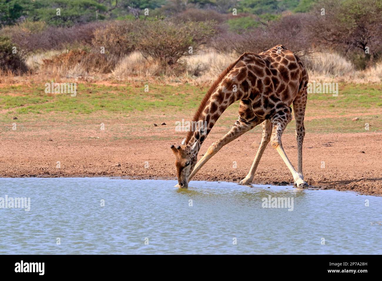 Southern giraffe (Giraffa camelopardalis giraffa), adult, at waters ...