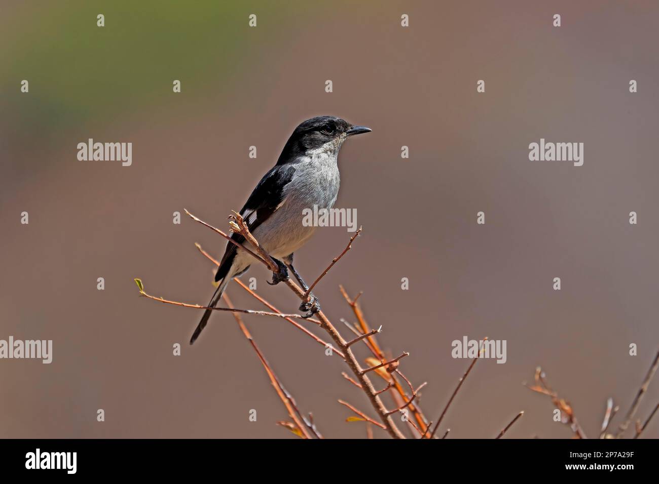 Shrike Flycatcher (Melaenornis silens), adult, on wait, Mountain Zebra ...