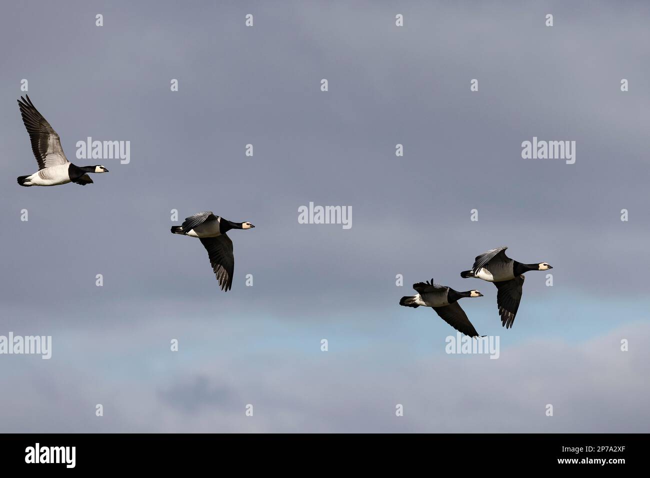 Barnacle Geese (Branta leucopsis) also White-fronted Geese in flight ...