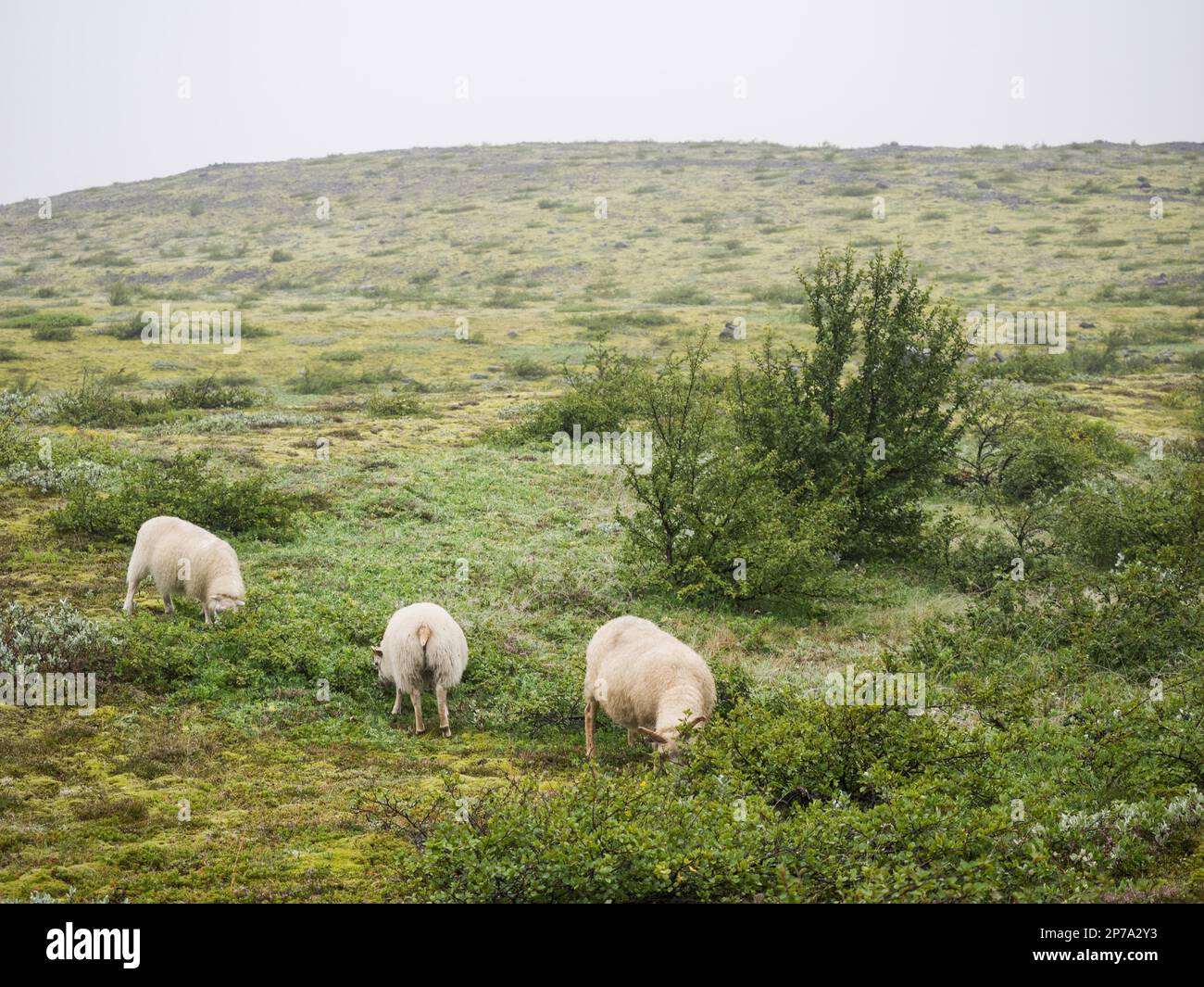 Sheep (Ovis) in lonely, rain-soaked landscape, Skaftafell National Park ...