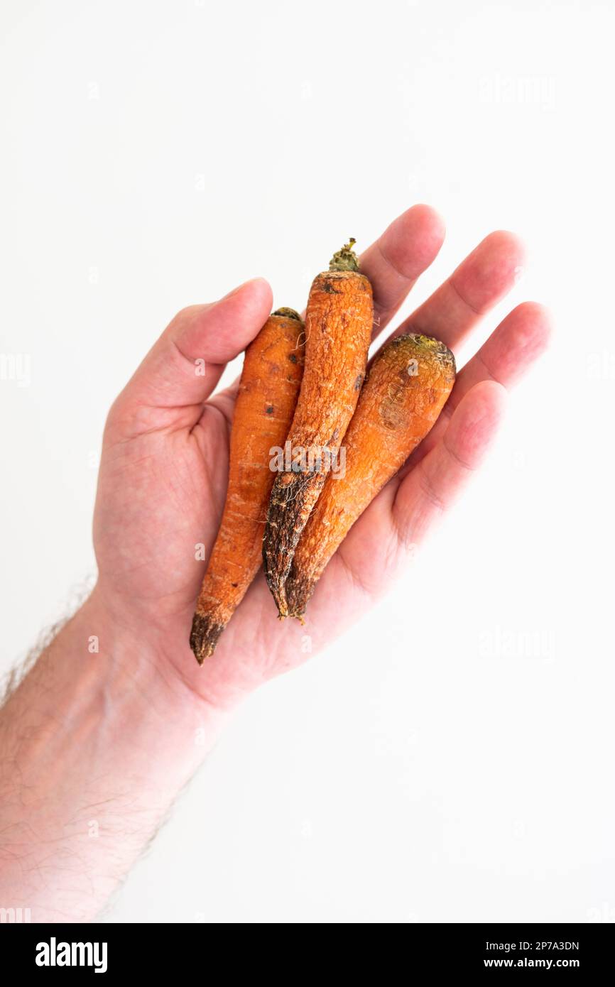 Rotten carrots hi-res stock photography and images - Alamy
