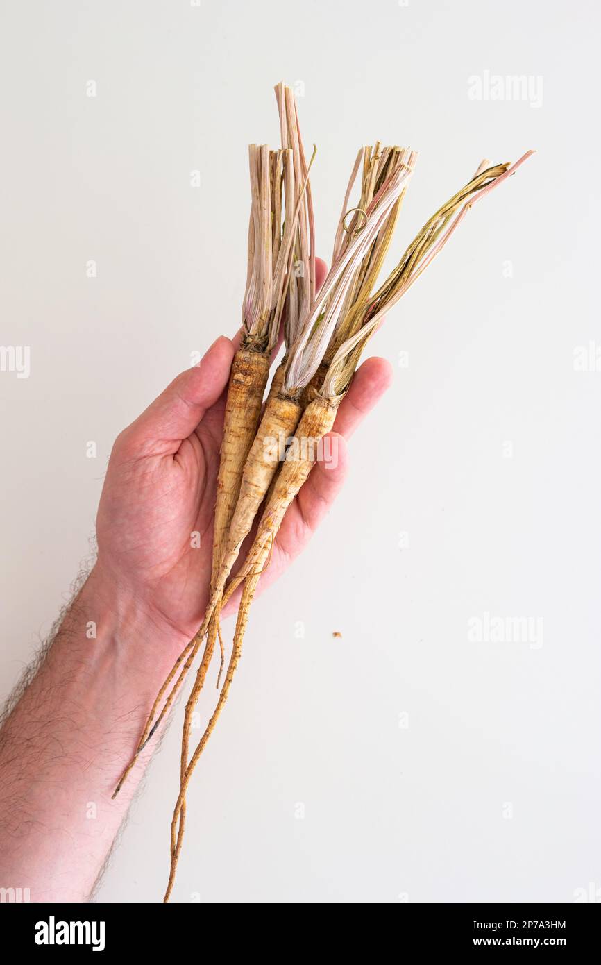 Caucasian male hand holding a bunch of spoiled rotten roots of parsley ... Caucasian male hand holding a bunch of spoiled rotten roots of parsley ...