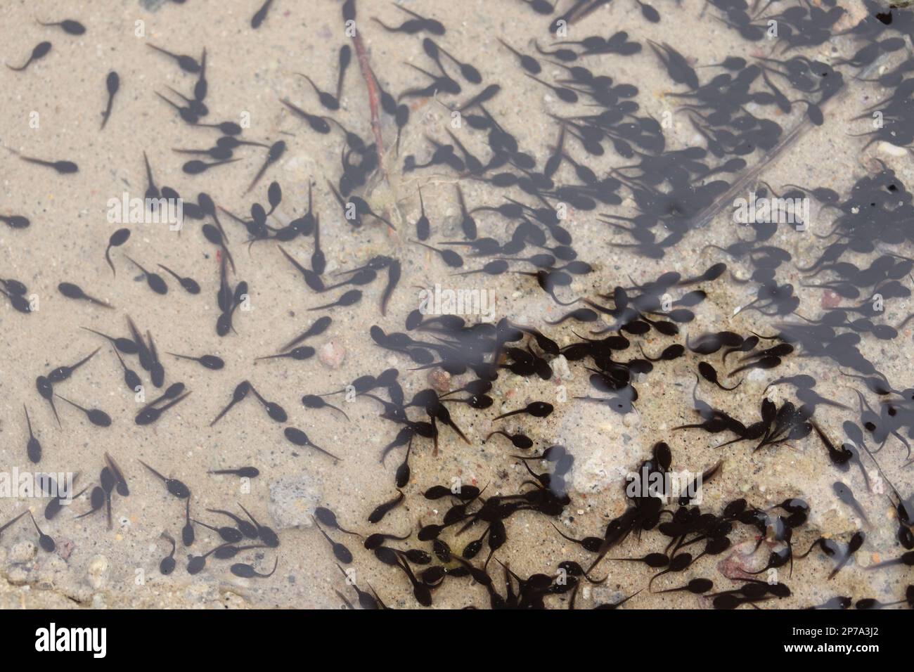swarm of swimming tadpoles in a lake in summer Stock Photo - Alamy