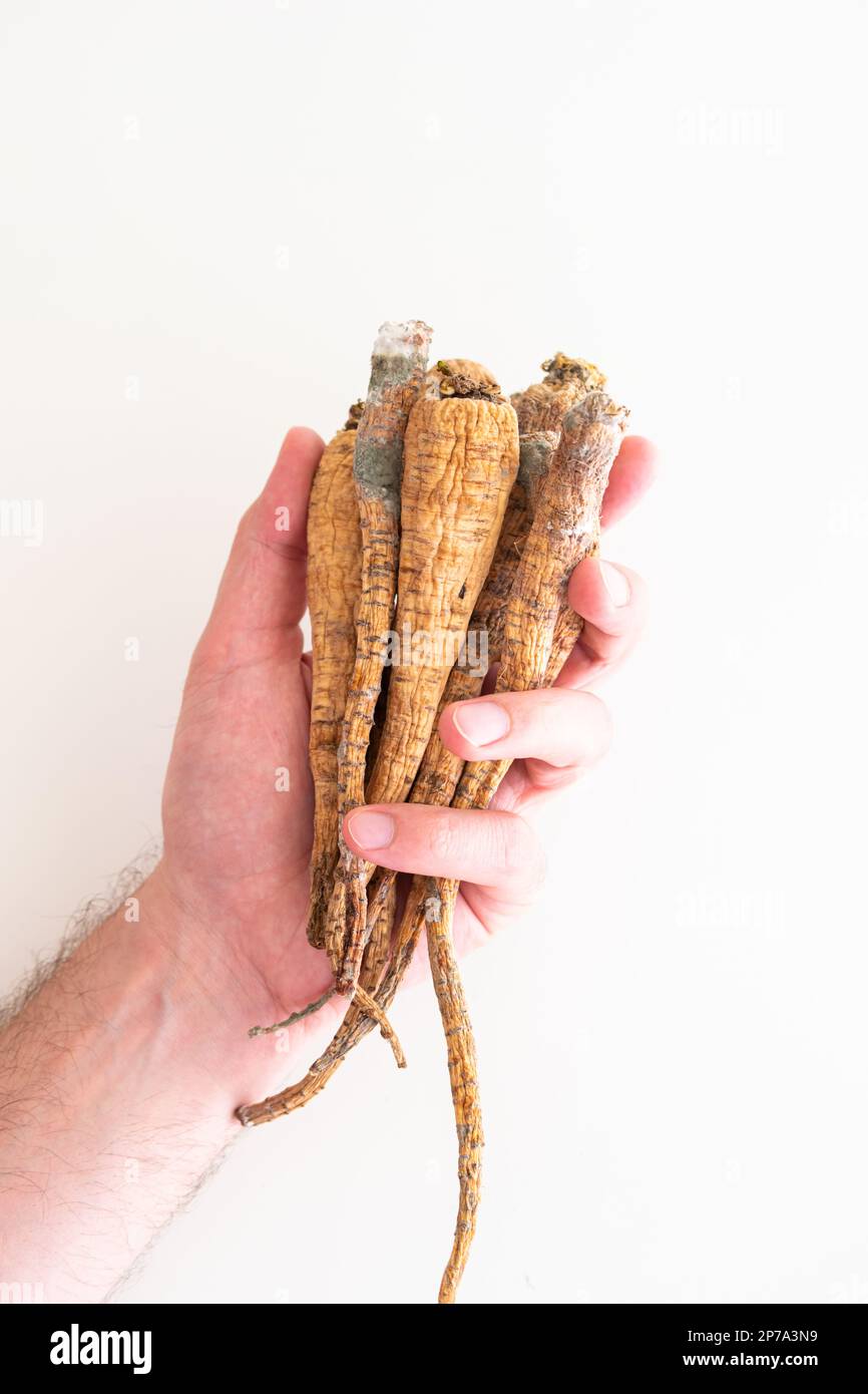 Caucasian male hand holding a bunch of spoiled rotten roots of parsley ...
