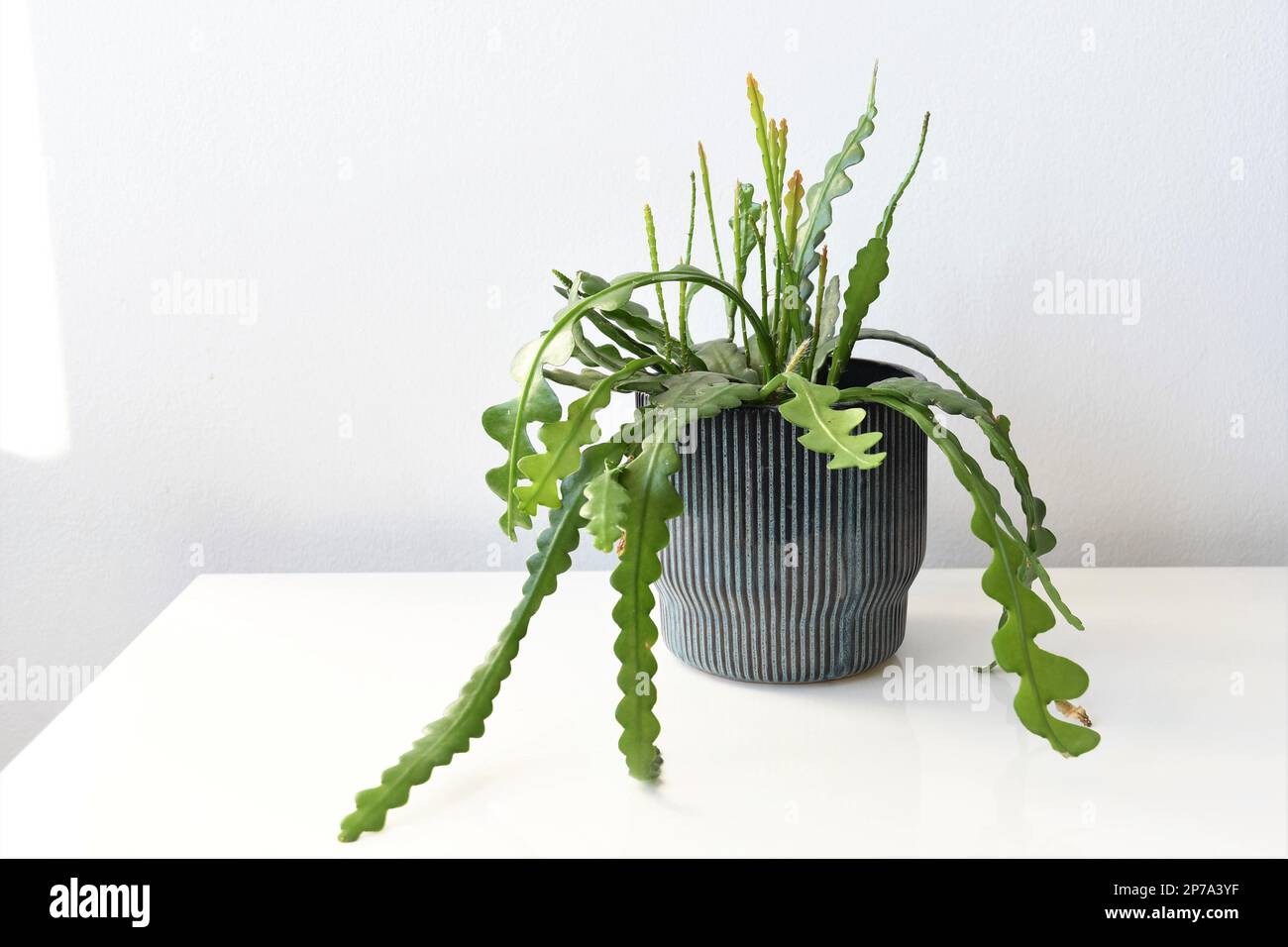 Epiphyllum anguliger, aka fishbone cactus, is a houseplant with green ...