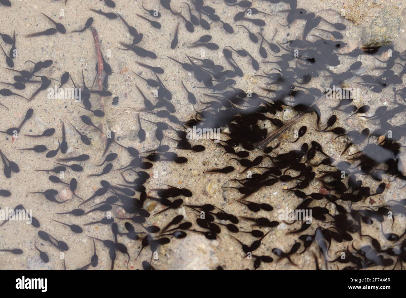 Tadpoles swarm hi-res stock photography and images - Alamy