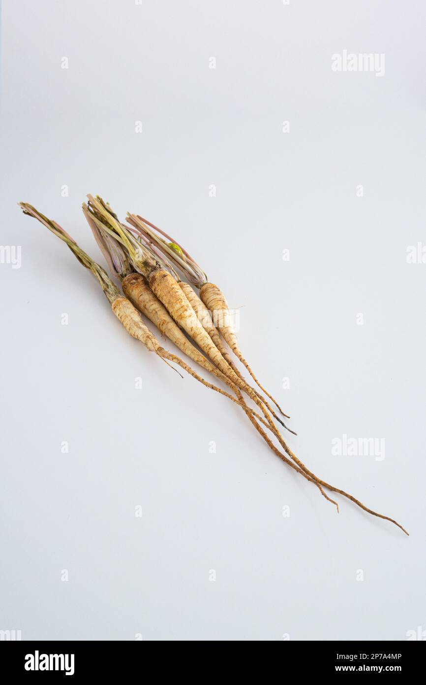 Group of spoiled rotten roots of parsley top view isolated on white ...