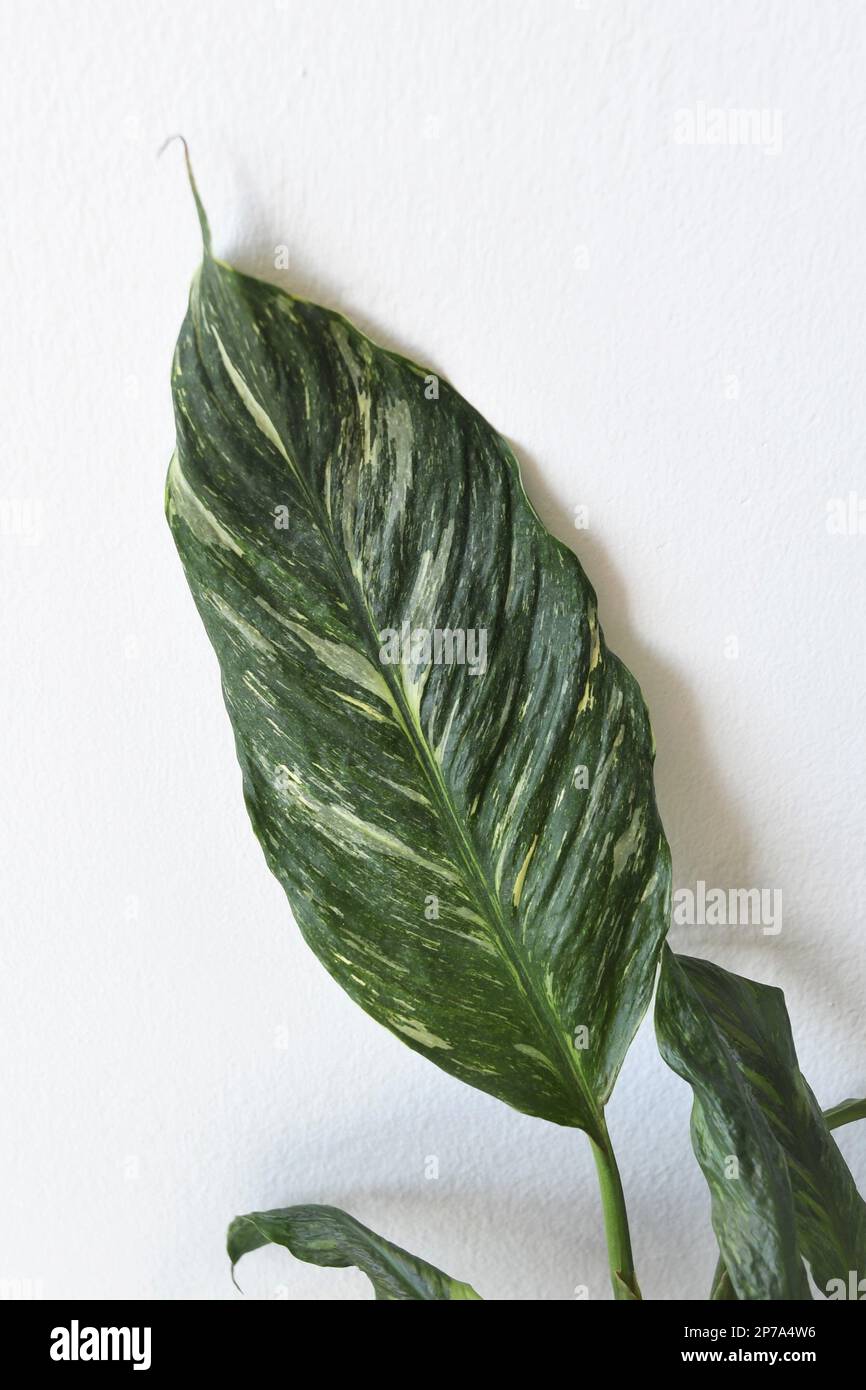 Single Spathiphyllum diamond leaf, variegated peace lily, houseplant ...